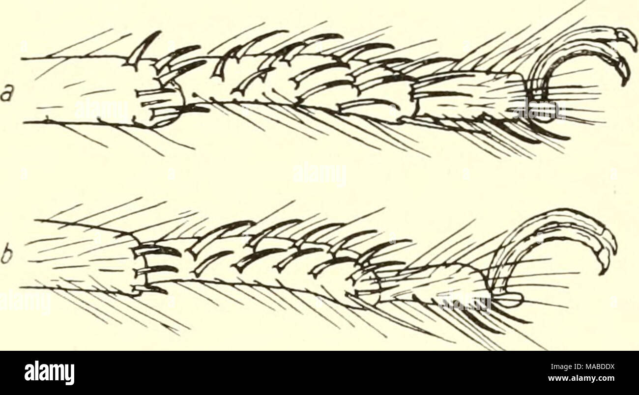 Kleiner finger bild hi-res stock photography and images - Alamy