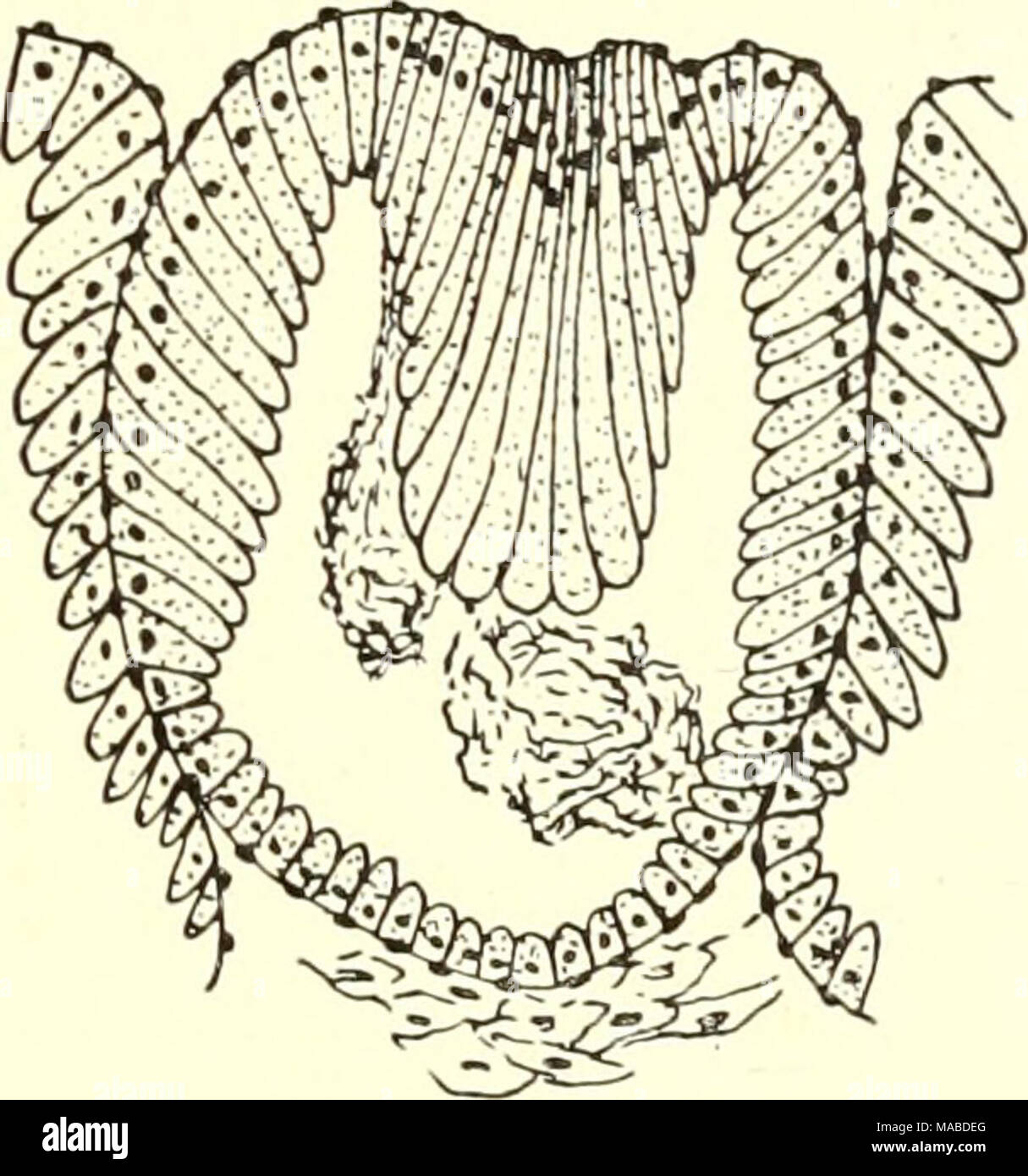 Galeodes High Resolution Stock Photography and Images - Alamy