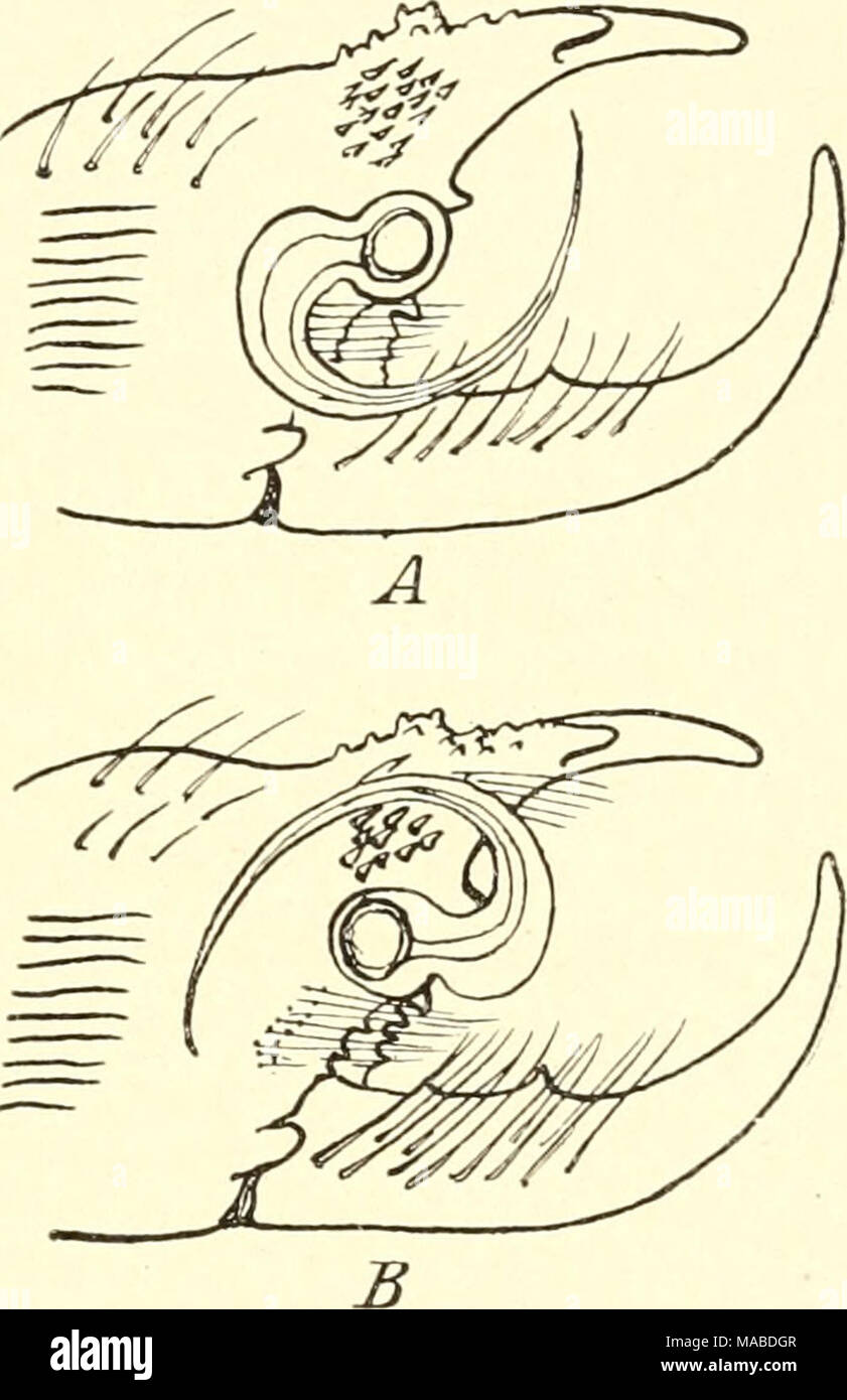 Chelicere hi-res stock photography and images - Alamy