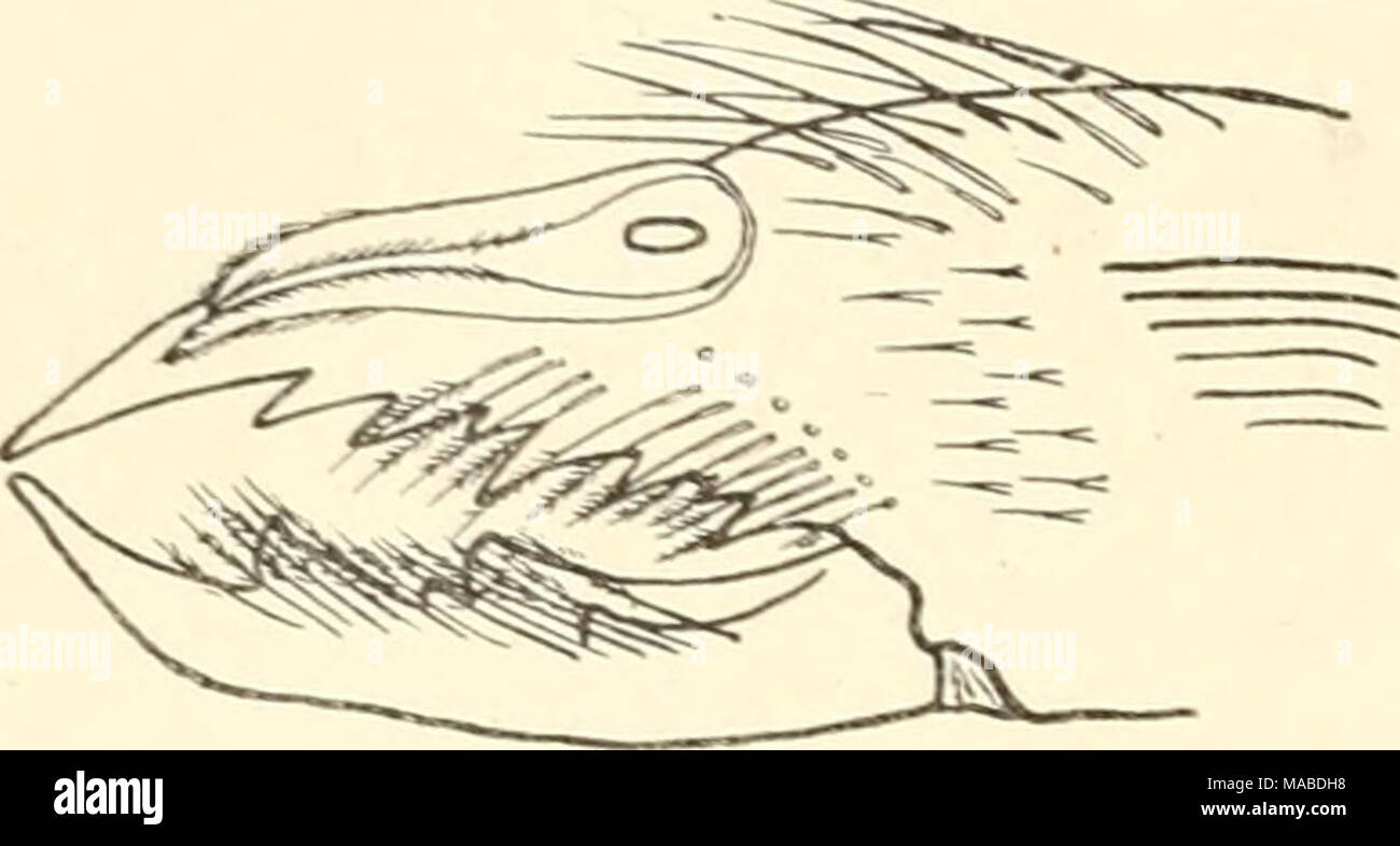 Chelicere hi-res stock photography and images - Alamy