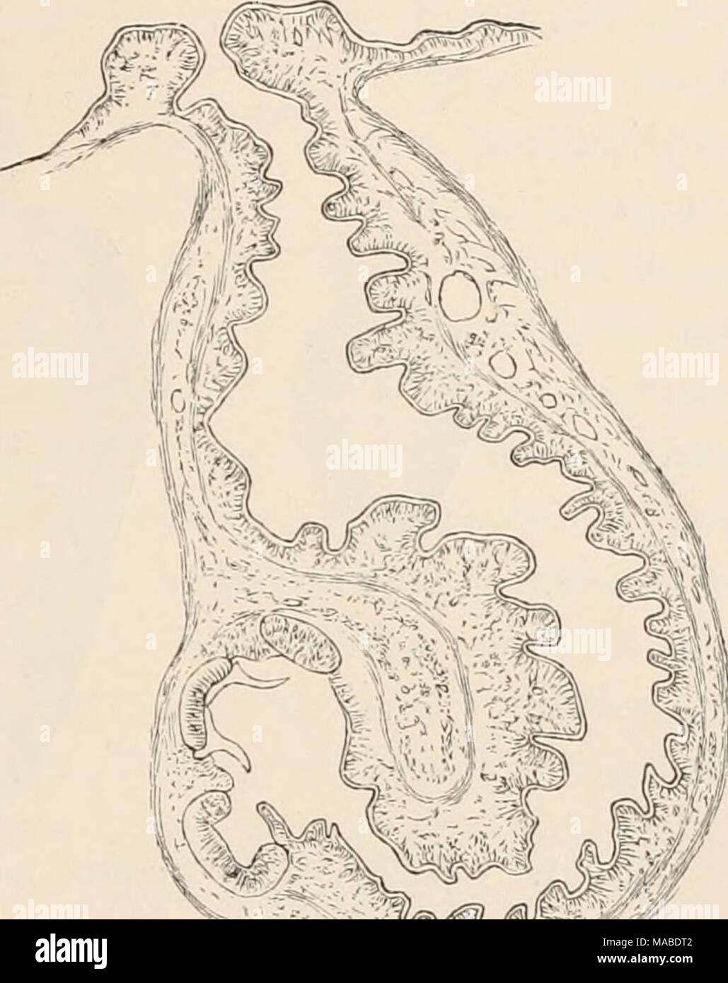 Coenurus hi-res stock photography and images - Alamy