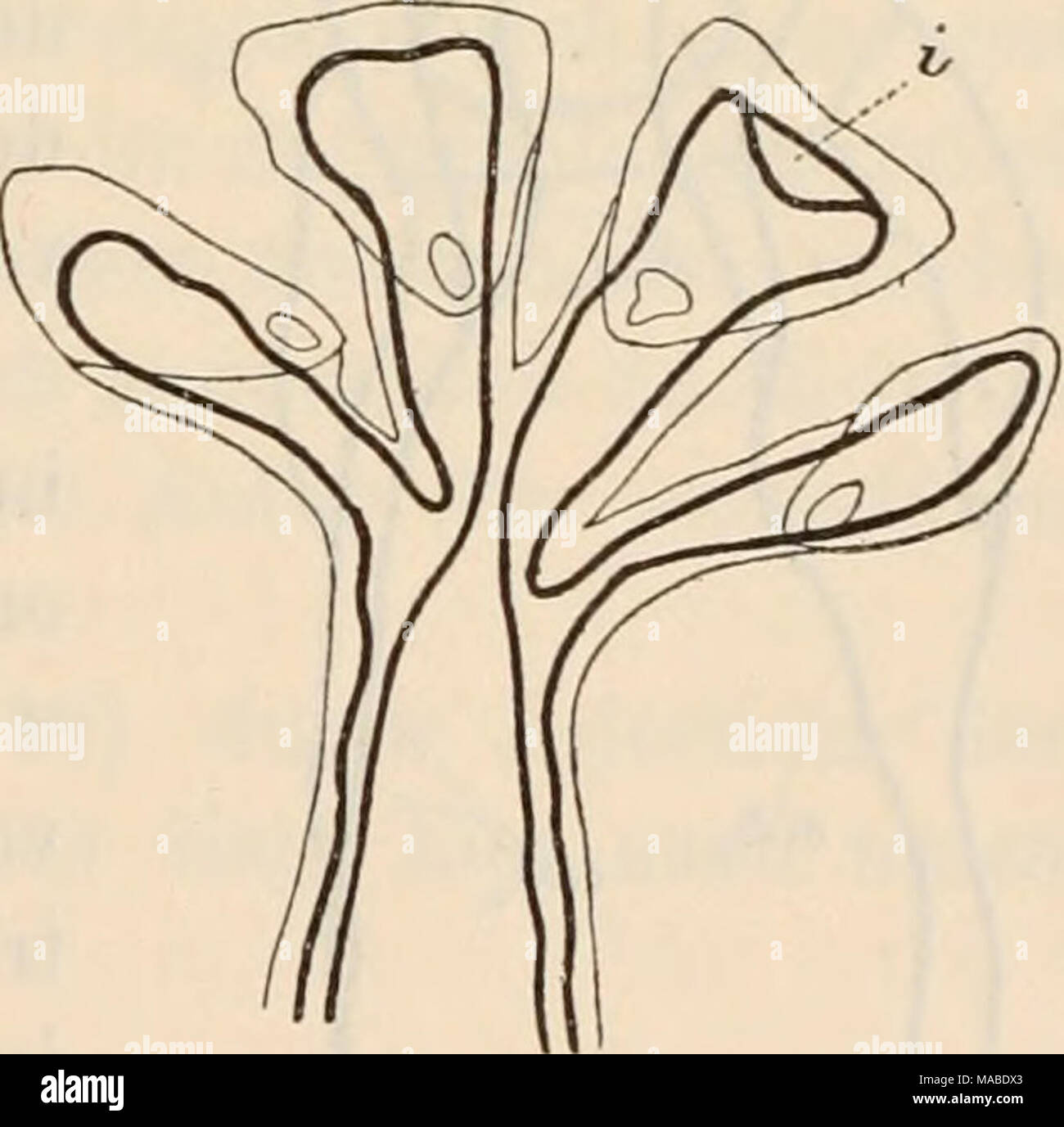 Phyllobothrium gracile hi-res stock photography and images - Alamy