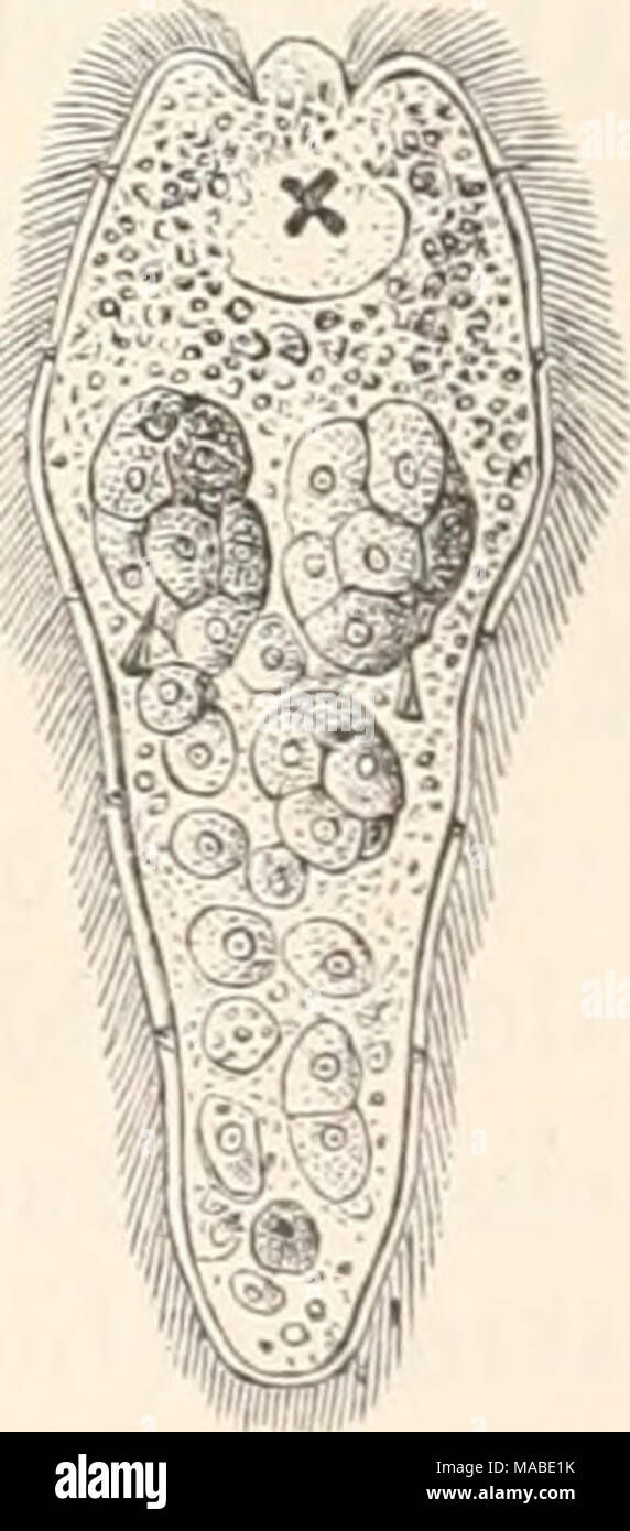 Miracidium hi-res stock photography and images - Alamy