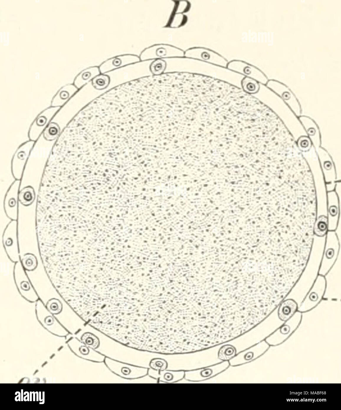 Eierstock eileiter hi-res stock photography and images - Alamy
