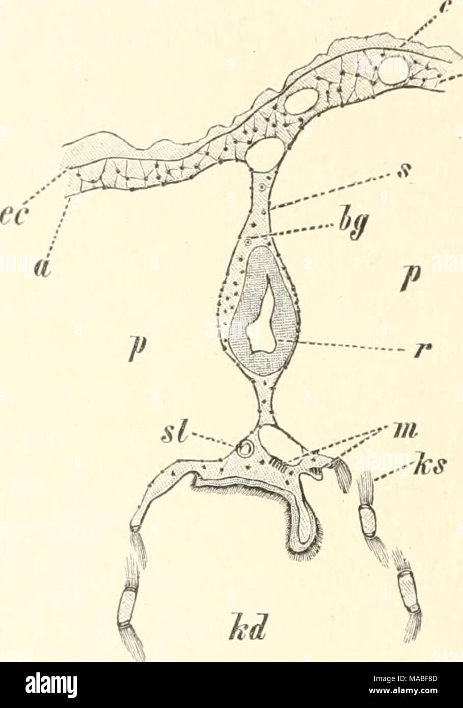 Peribranchial hi-res stock photography and images - Alamy
