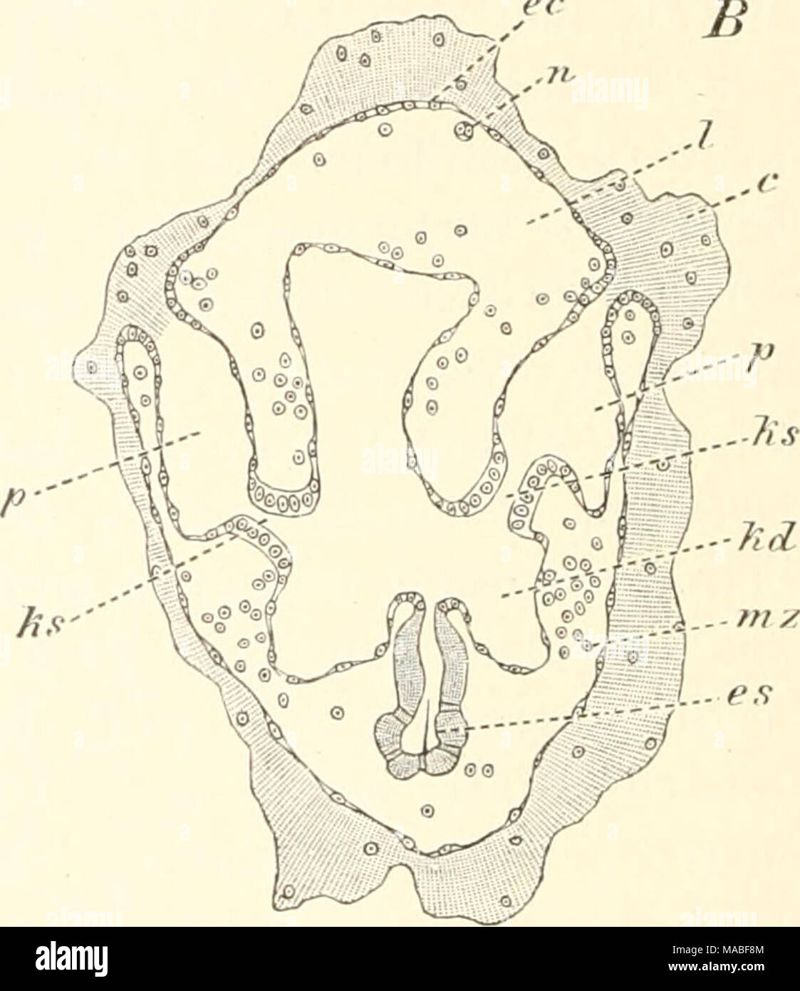 Ciona intestinalis hi-res stock photography and images - Alamy