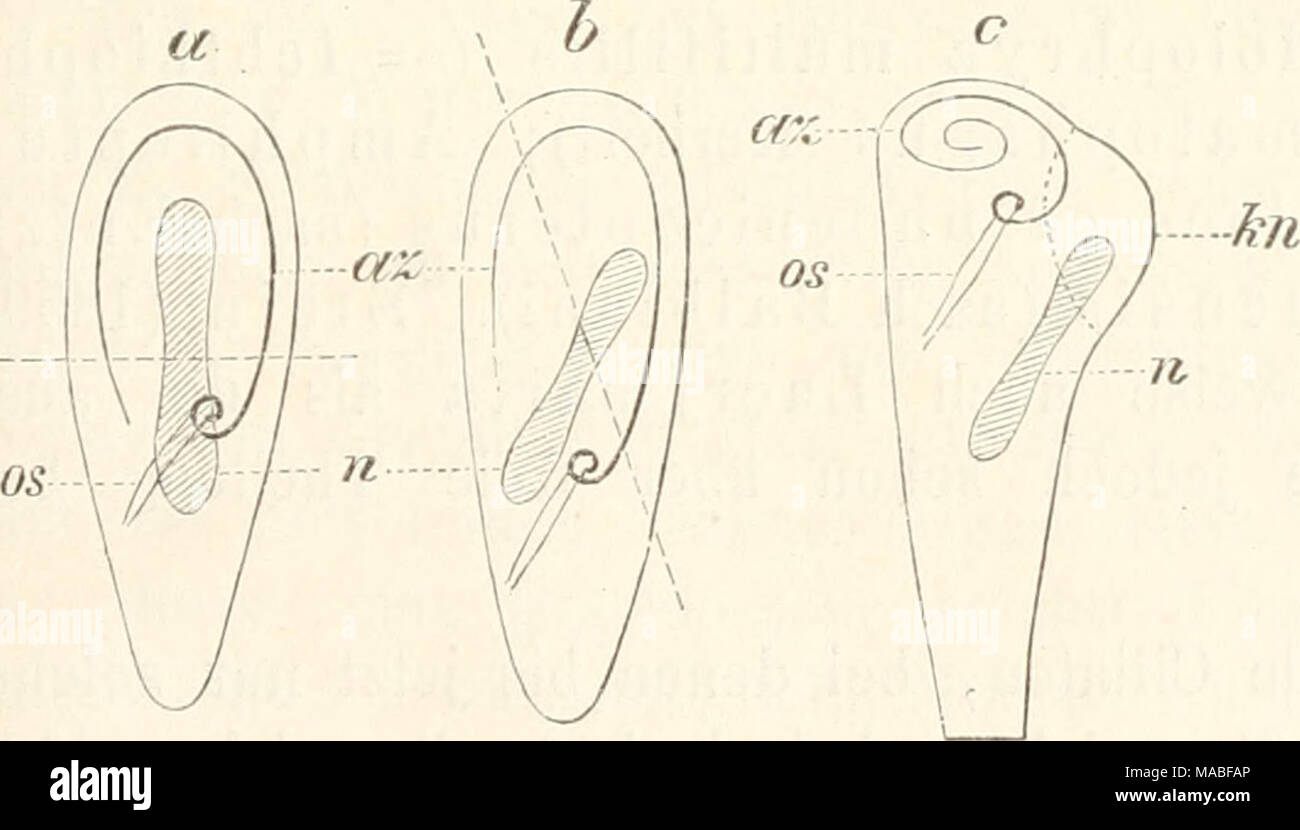 Kingdom animalia classification chart hi-res stock photography and ...