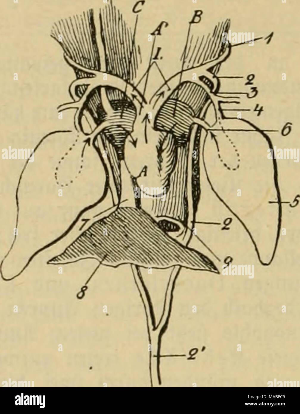 Bulbus aorta hi-res stock photography and images - Alamy