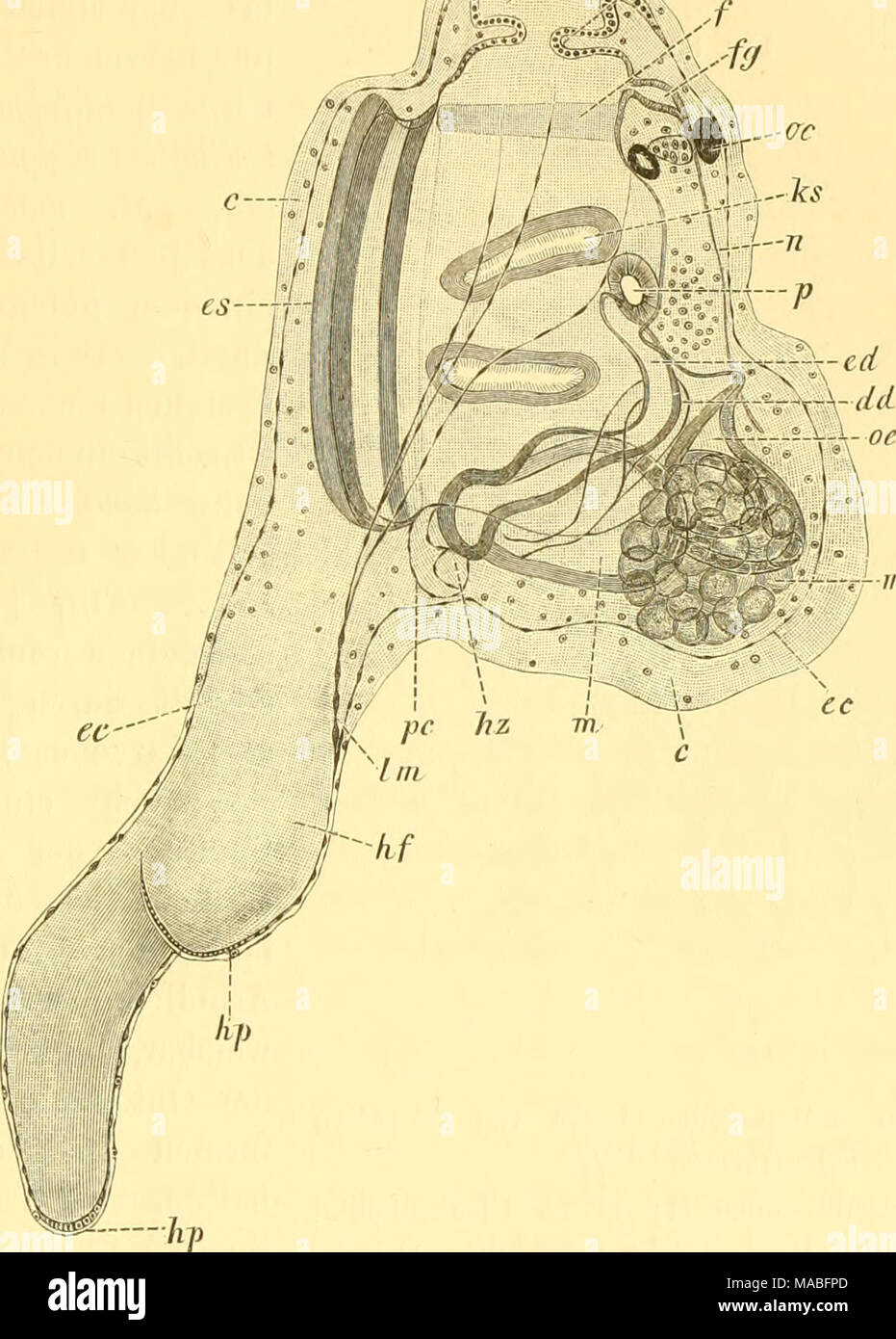 Ciona intestinalis hi-res stock photography and images - Alamy