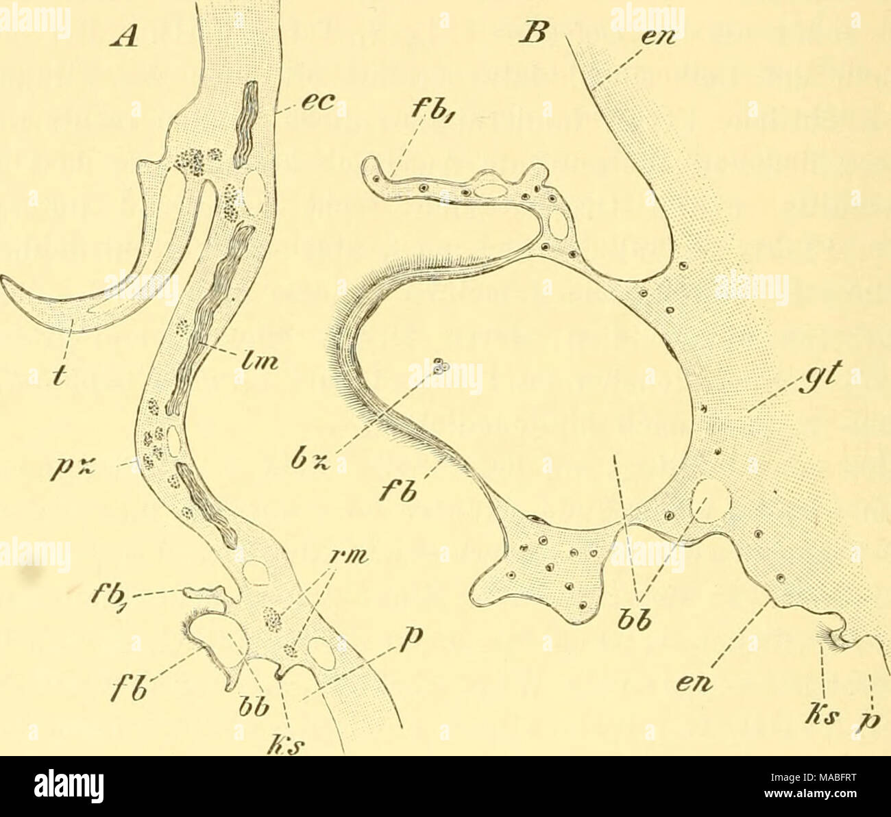 Ciona intestinalis hi-res stock photography and images - Alamy