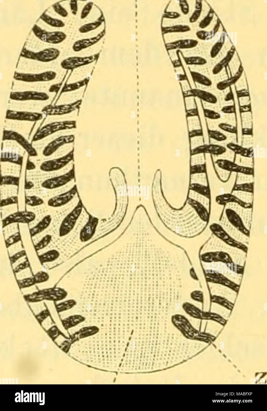Cormus hi-res stock photography and images - Alamy