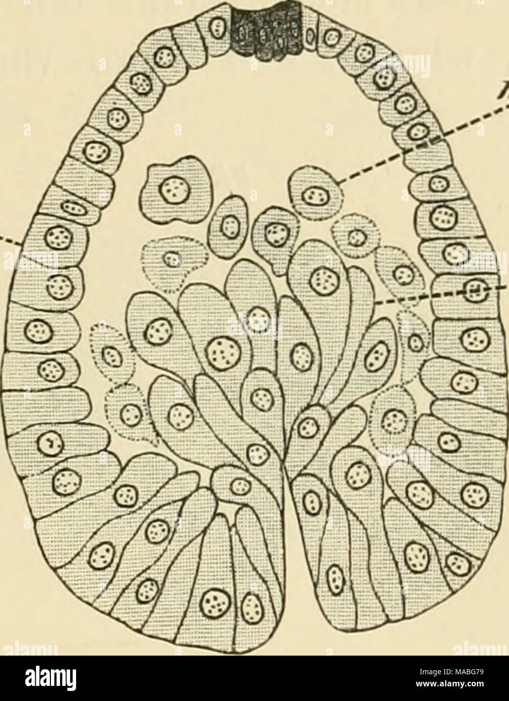 Cerebratulus marginatus hi-res stock photography and images - Alamy