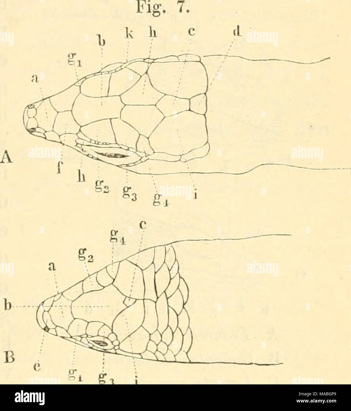 E viridis hi-res stock photography and images - Alamy