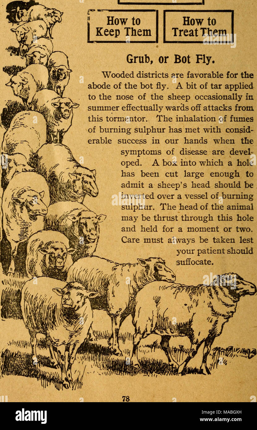 Nose bot fly hi-res stock photography and images - Alamy