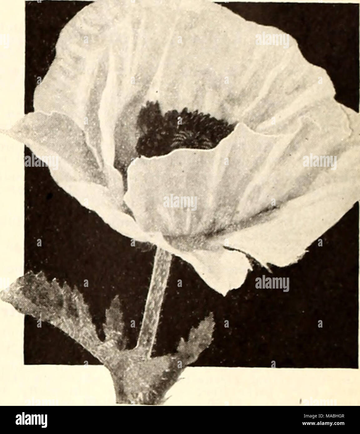 Poppies Mrs Perry High Resolution Stock Photography and Images - Alamy