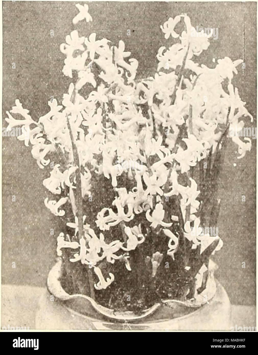 . Dreer's wholesale price list for florists . Early White French Roman ...