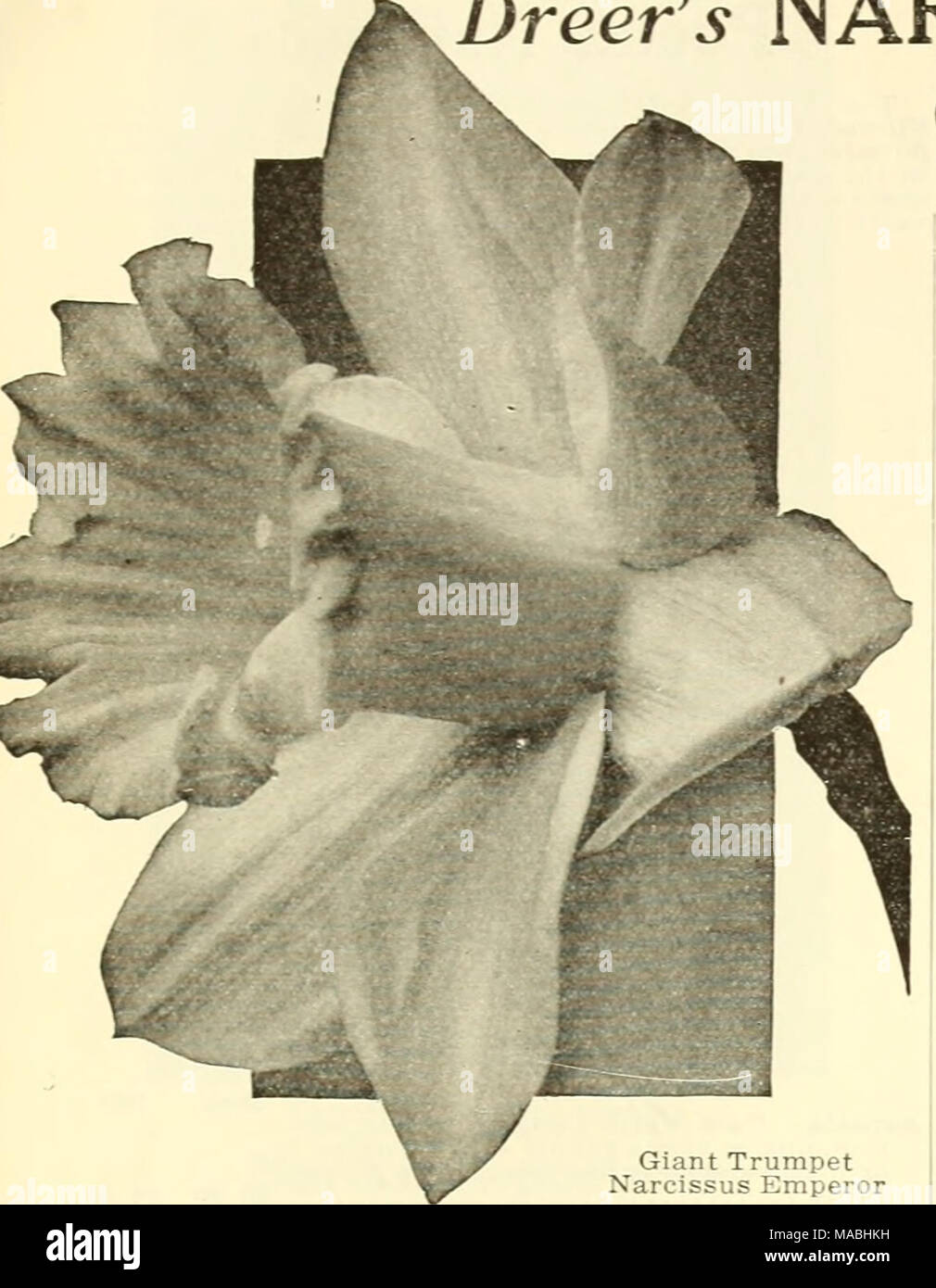 . Dreer's wholesale price list for florists . Giant Trumpet Narcissus ...
