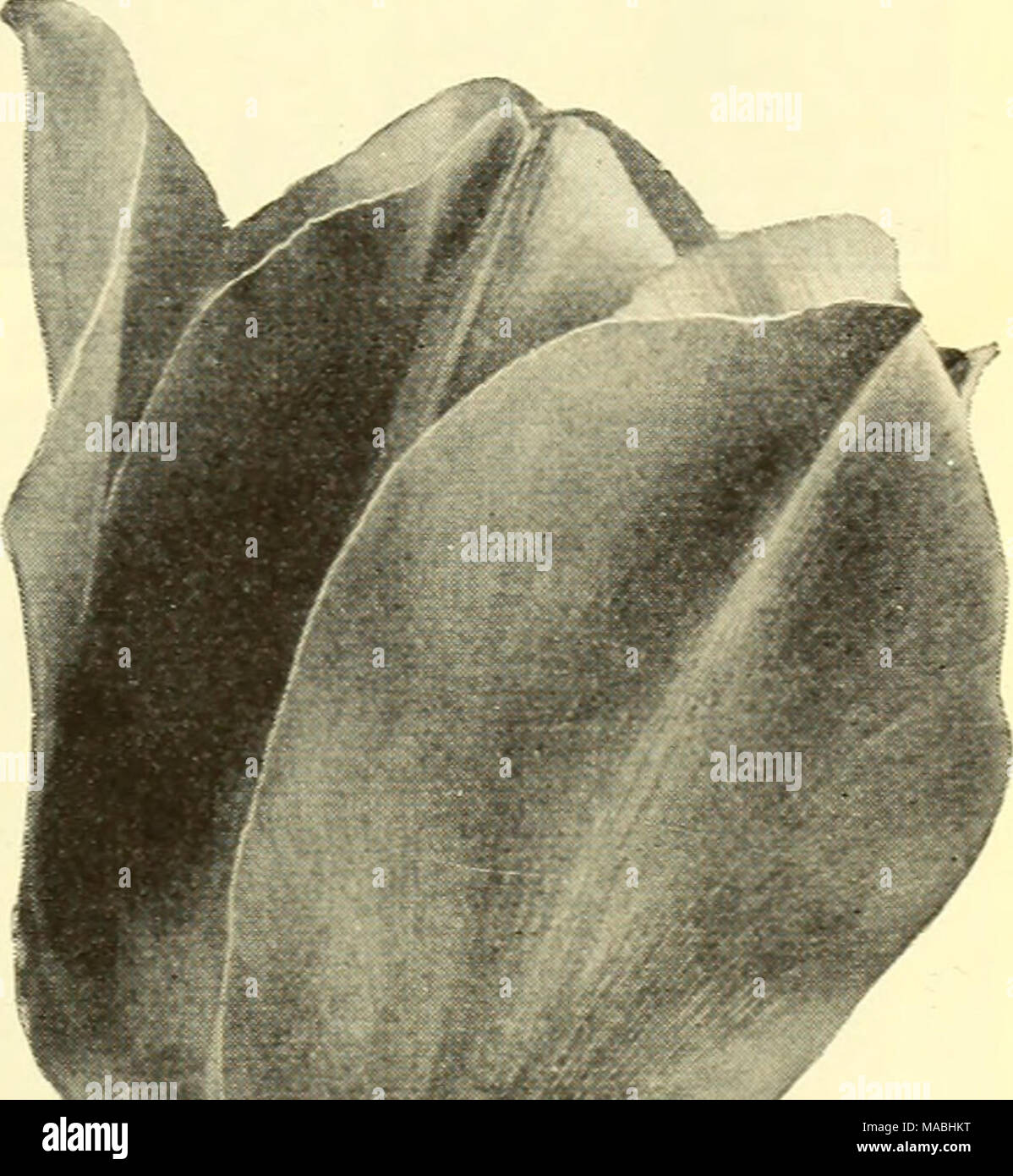 Faint Shell Edge High Resolution Stock Photography and Images - Alamy