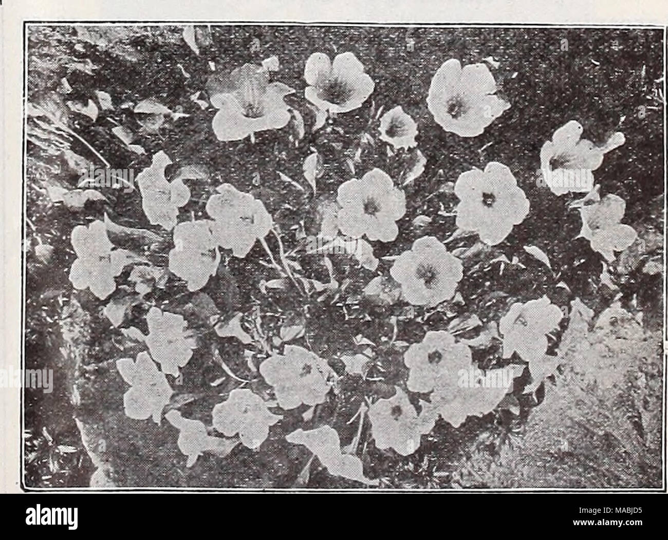 Nierembergia Rivularis High Resolution Stock Photography and Images - Alamy