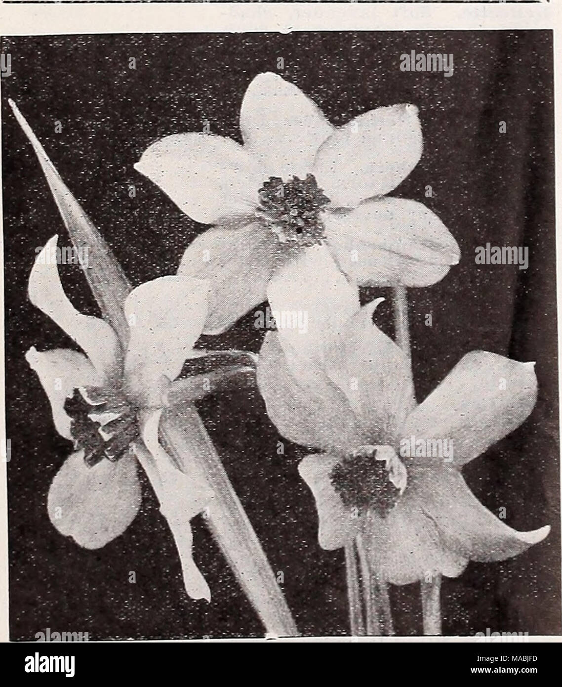 Scarlet emperor flower hi-res stock photography and images - Alamy