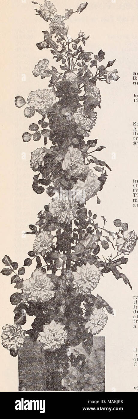 . Dreer's wholesale price list for florists : special spring edition ...