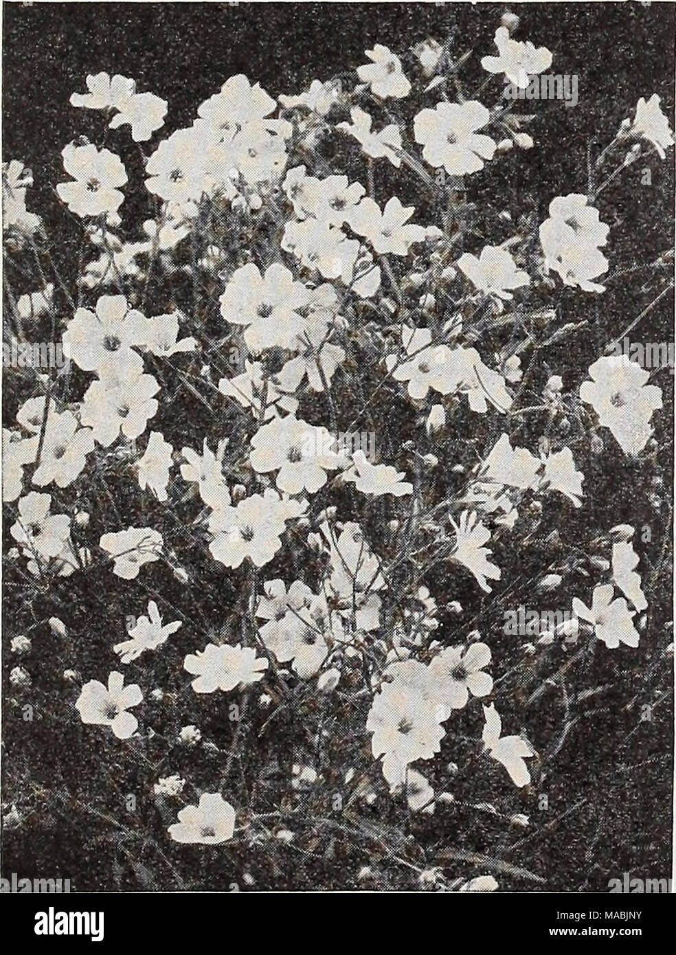 . Dreer's wholesale price list for florists : special spring edition ...