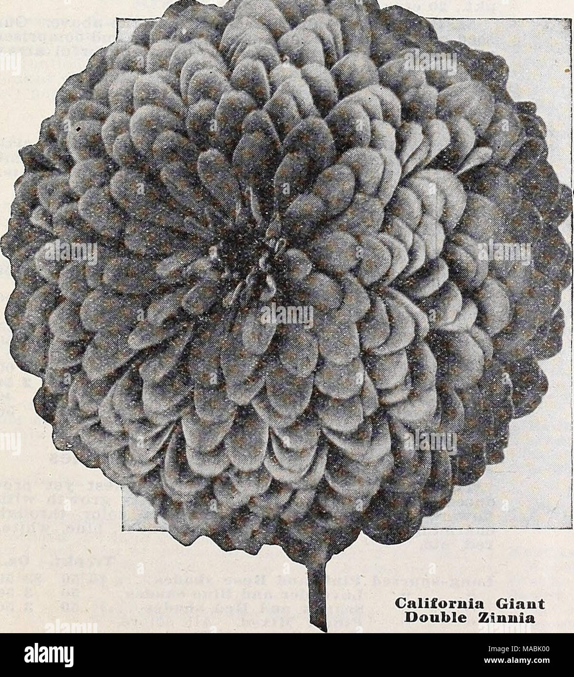 Miss primrose hi-res stock photography and images - Alamy