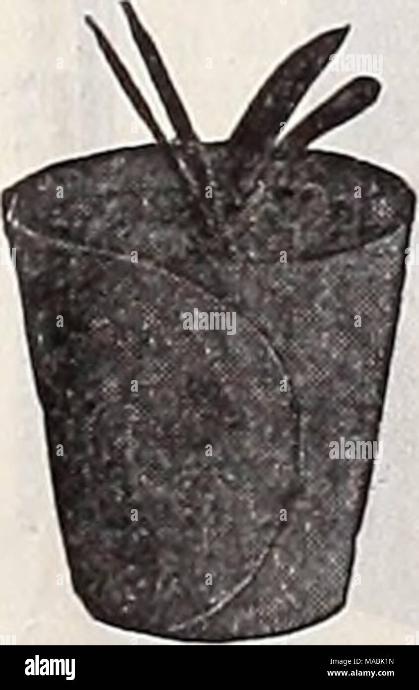 Long grass strands hi-res stock photography and images - Alamy