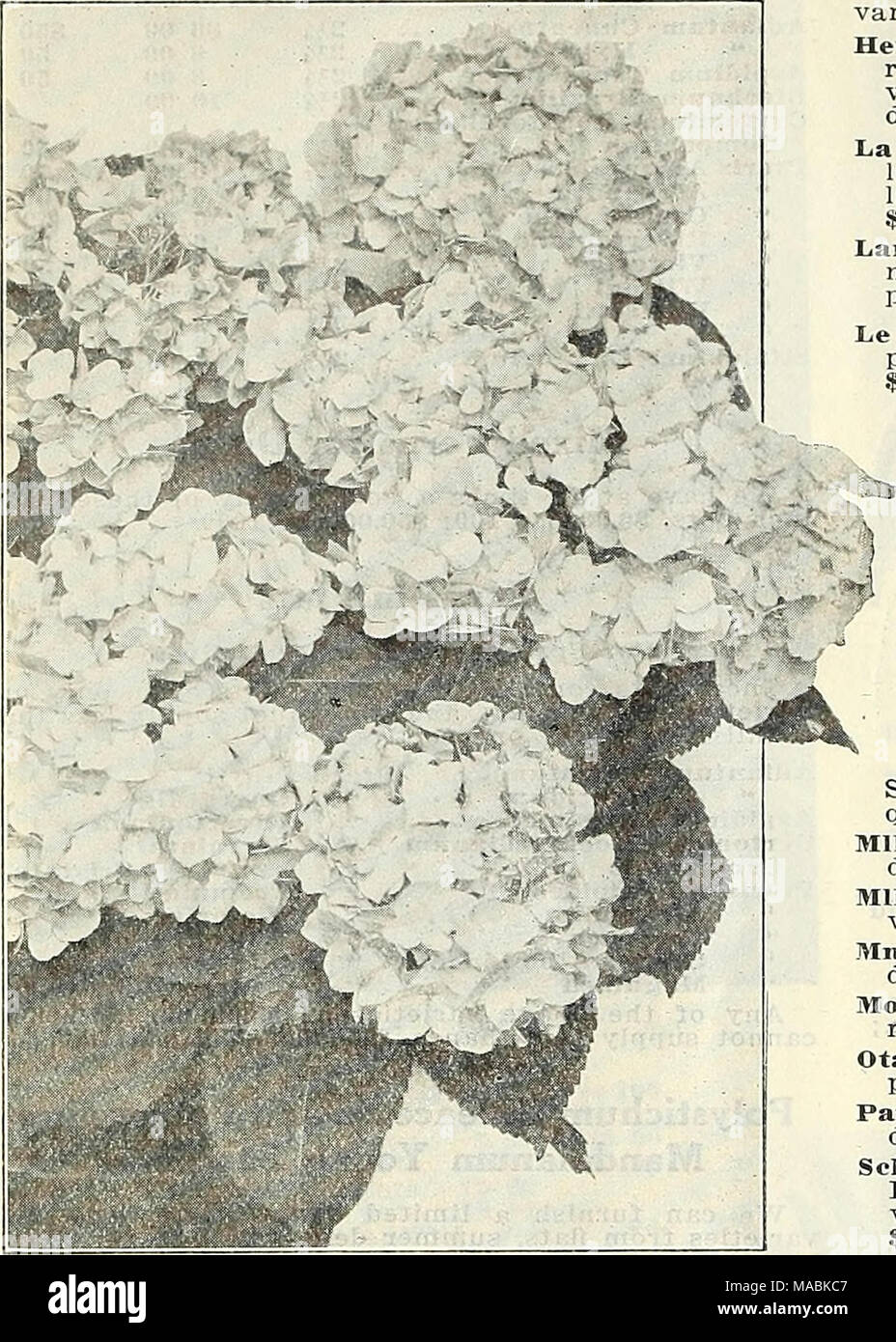 Blue flower trusses hi-res stock photography and images - Alamy