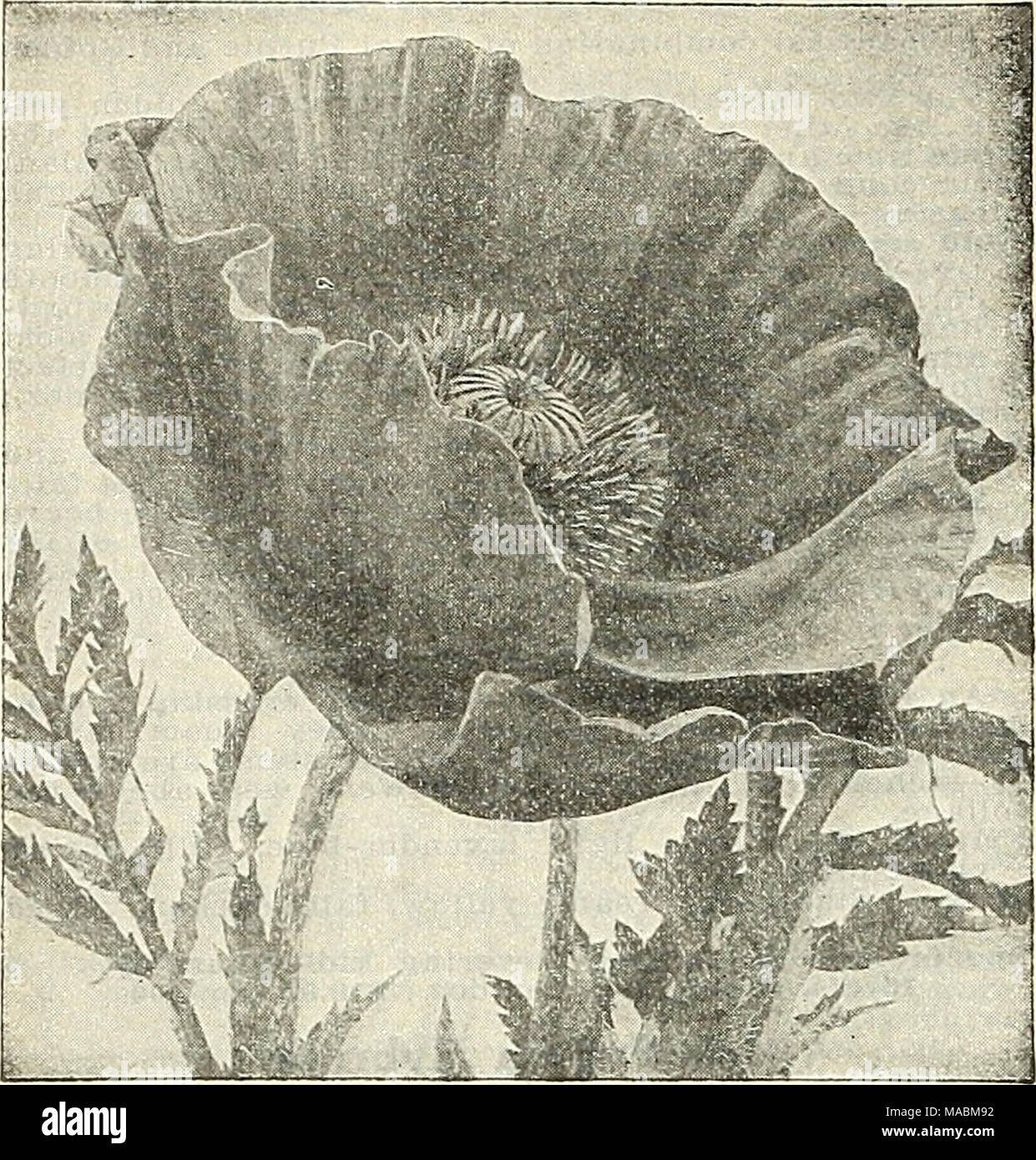 Ragged poppy hi-res stock photography and images - Alamy