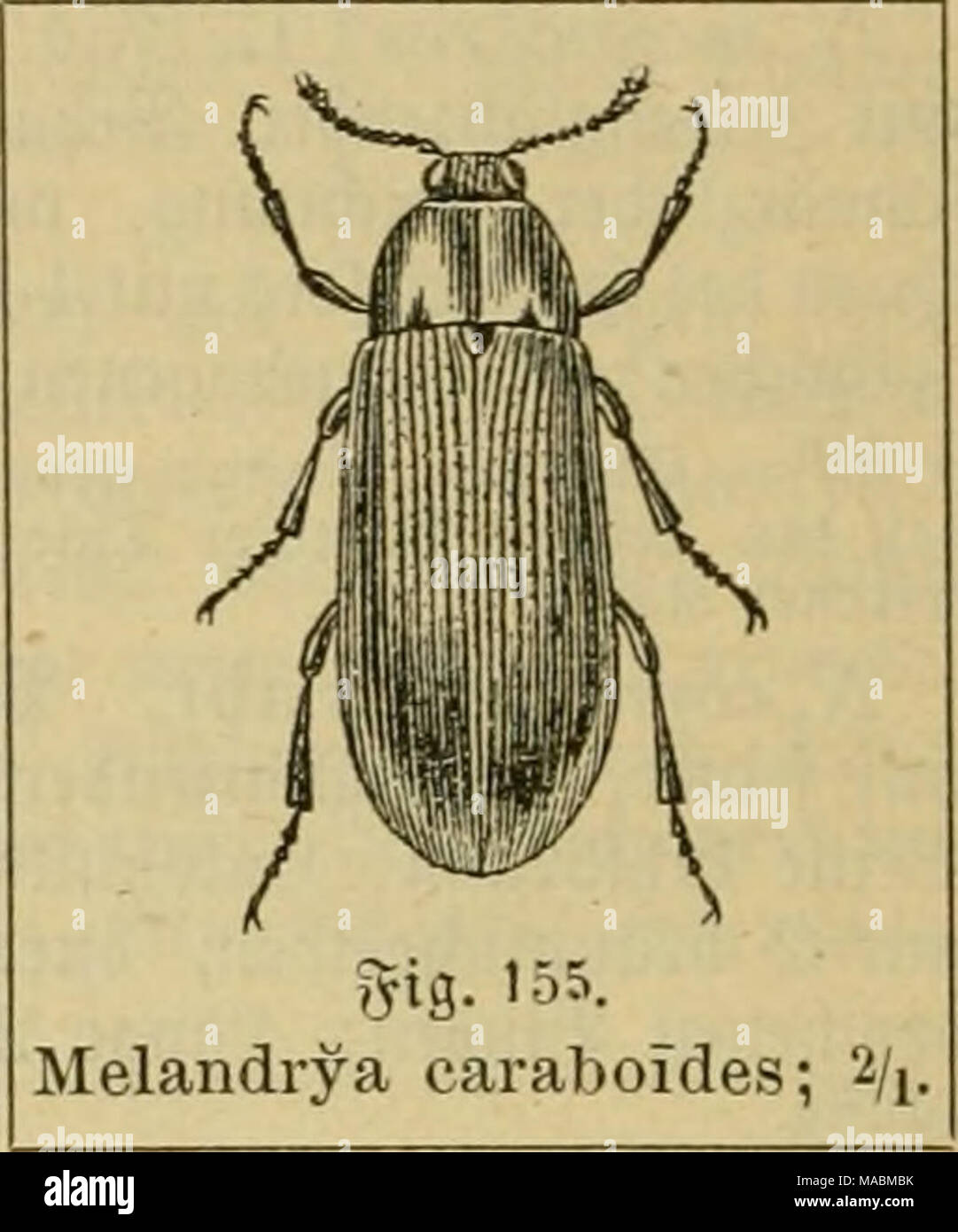 Melandrya hi-res stock photography and images - Alamy