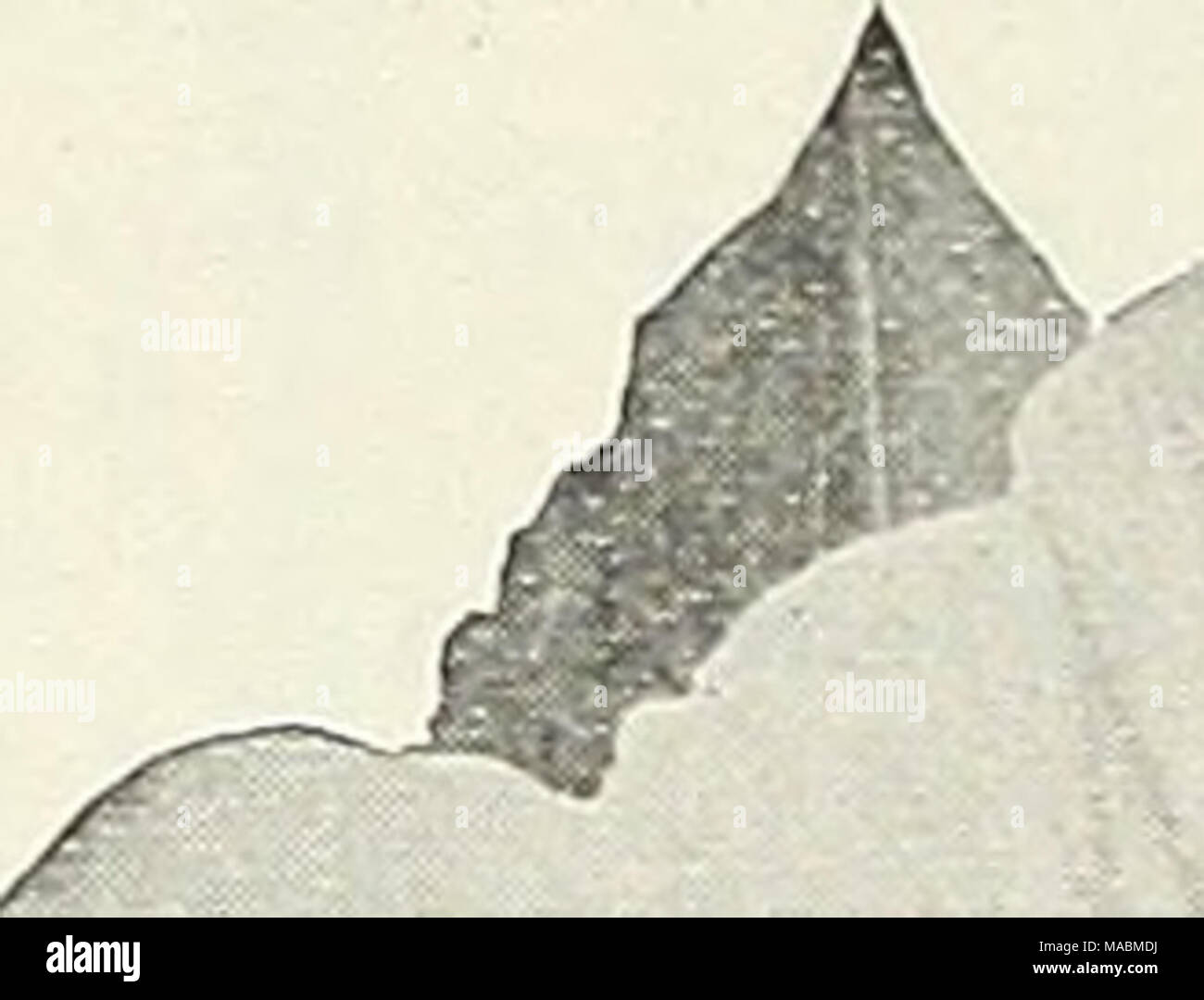 . Dreer's wholesale price list : flower seeds plants and bulbs ...