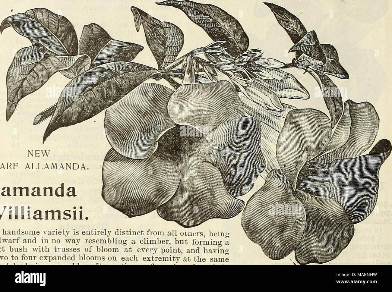 Allamanda c hi-res stock photography and images - Alamy