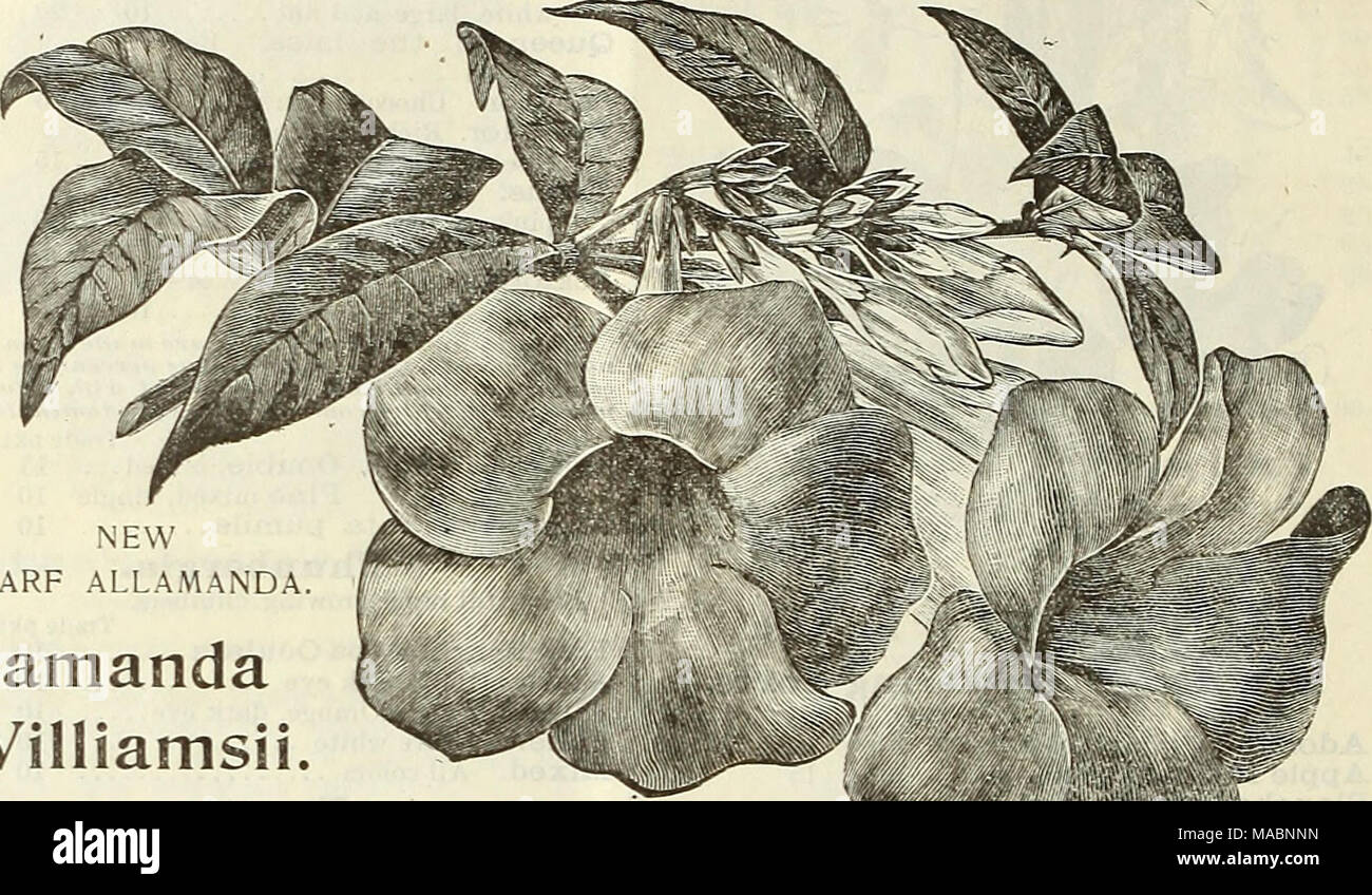 Allamanda c hi-res stock photography and images - Alamy