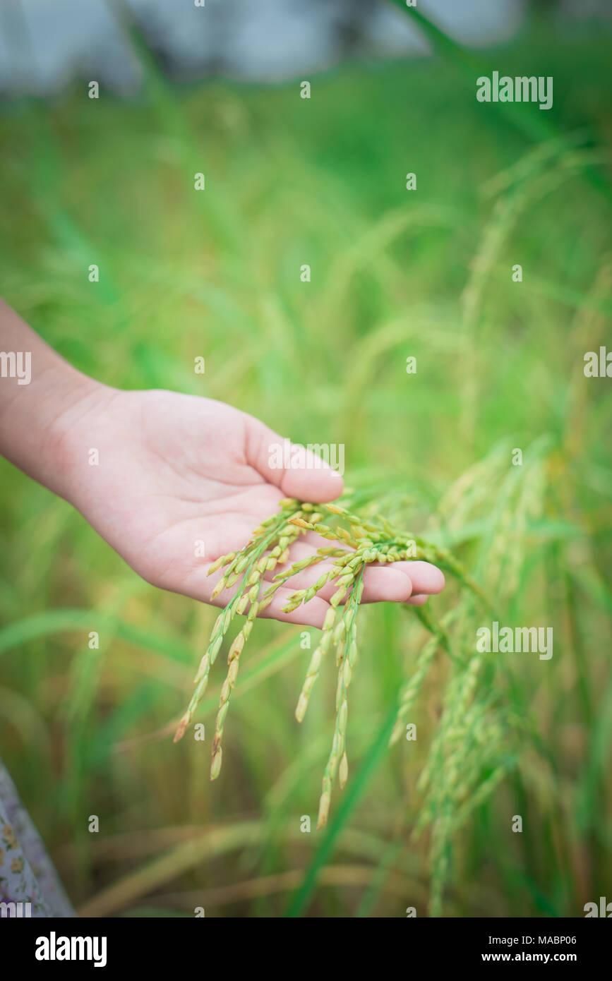 Hand of a little girl touching rice in the field under sunlight Stock ...