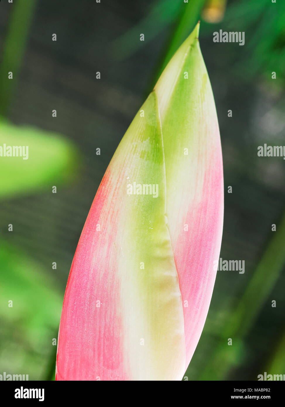 Ginger flower bud hi-res stock photography and images - Alamy