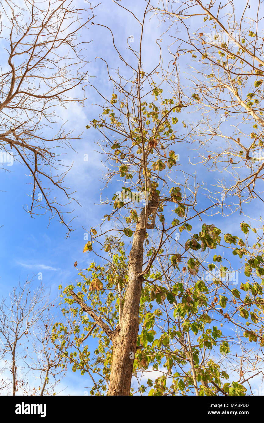Teak tree trunk hi-res stock photography and images - Alamy