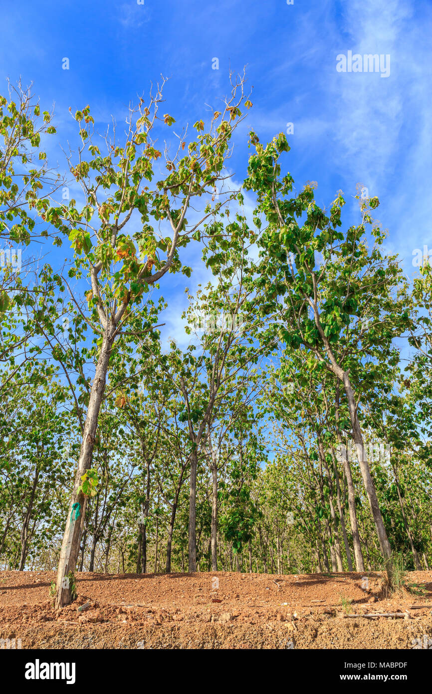 Teak forests in Thailand Stock Photo - Alamy