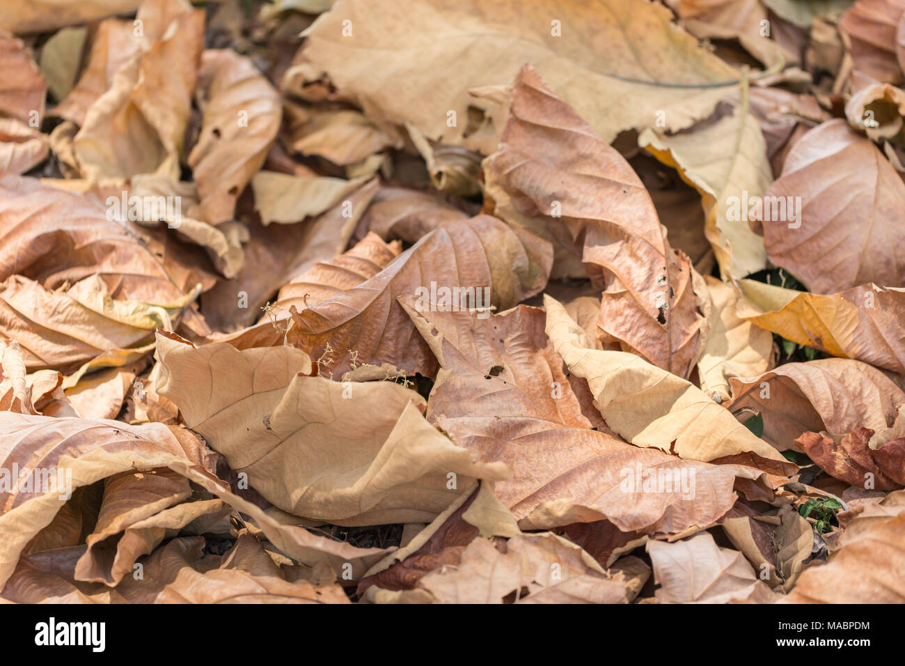 Teak ground hi-res stock photography and images - Alamy