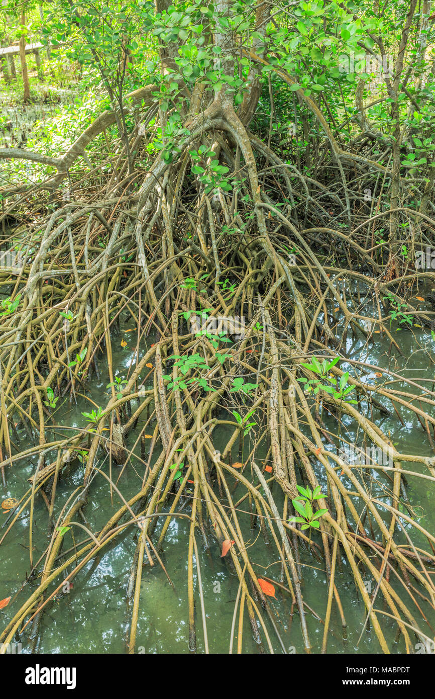 Mangrove trees in tropical hi-res stock photography and images - Alamy