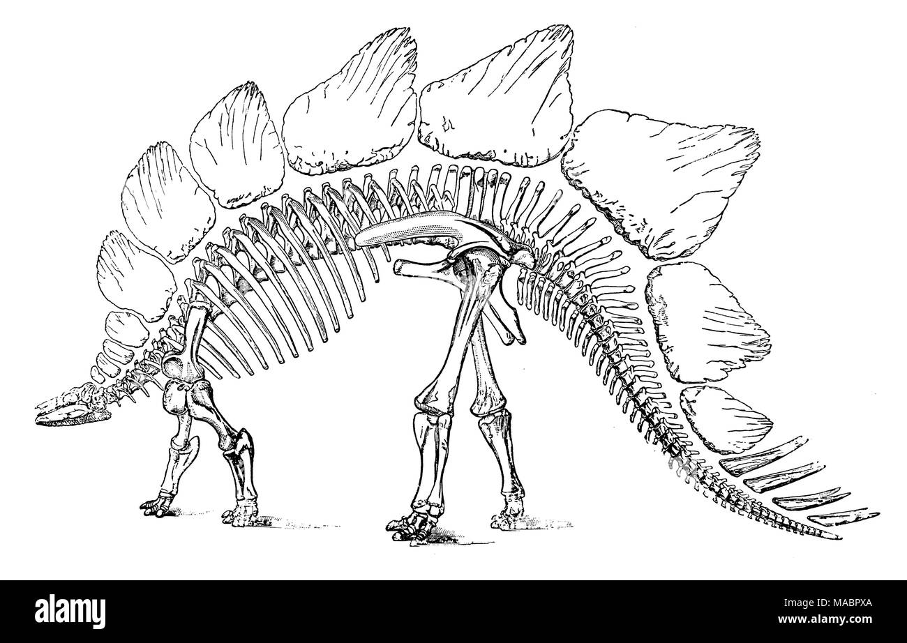Stegosaurus hi-res stock photography and images - Alamy