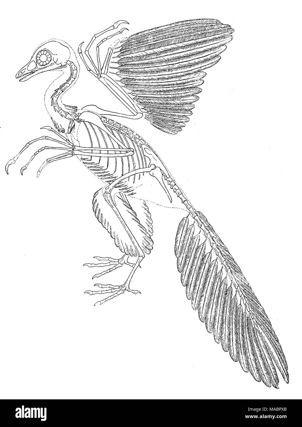 Archaeopteryx Fossil Sketch