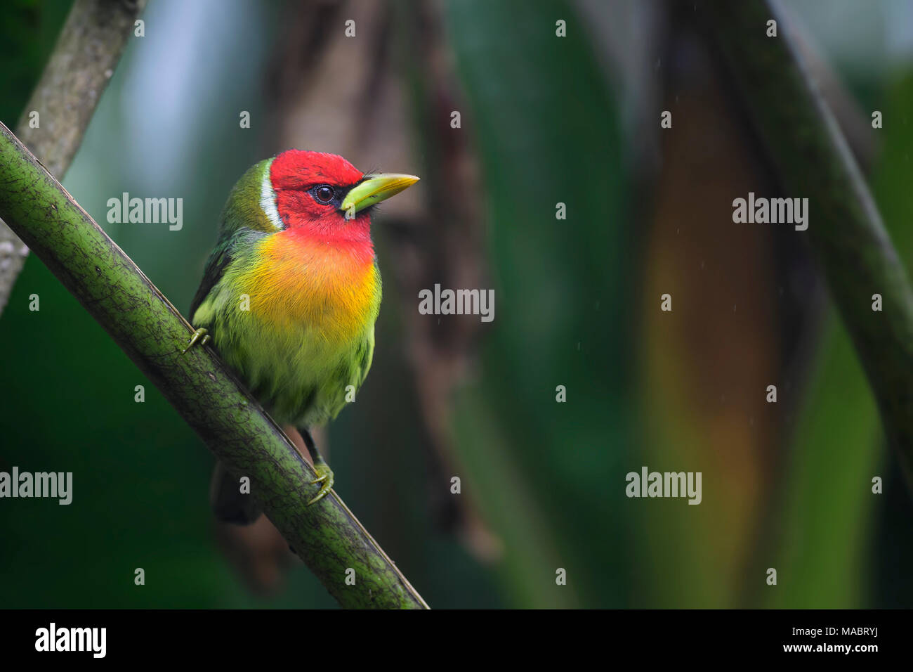 Red-headed Barbet - Eubucco bourcierii, beautiful colorful red headed ...