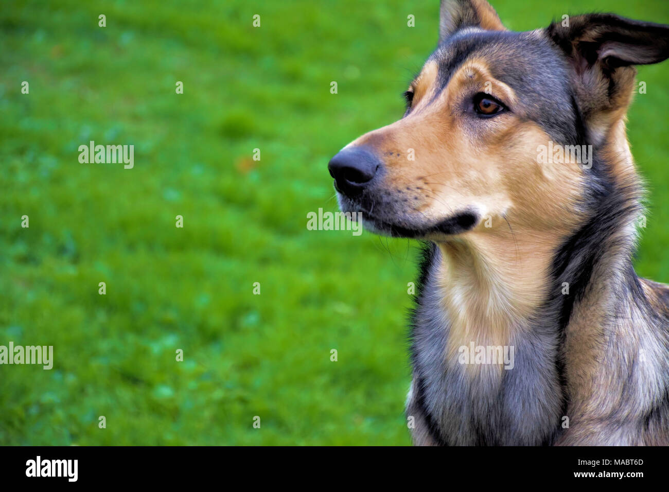 Miss shepherd hi-res stock photography and images - Alamy