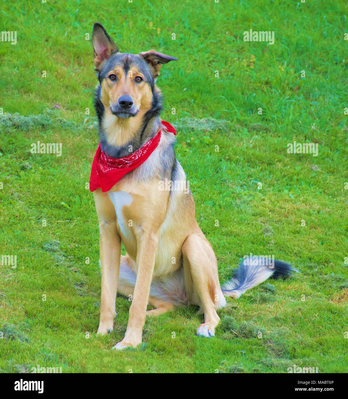 Miss photogenic hi-res stock photography and images - Alamy