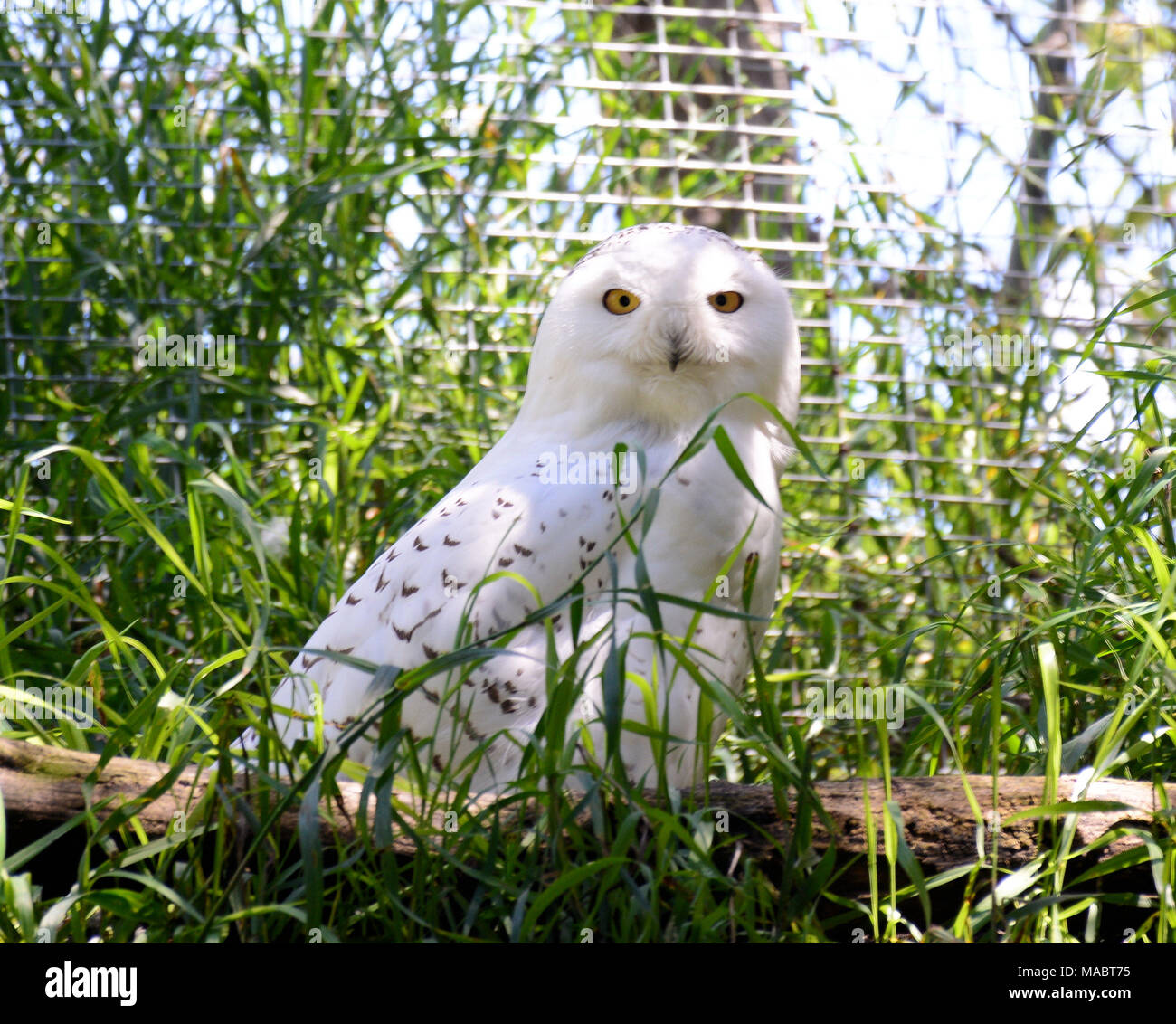 Hedwig owl hi-res stock photography and images - Alamy