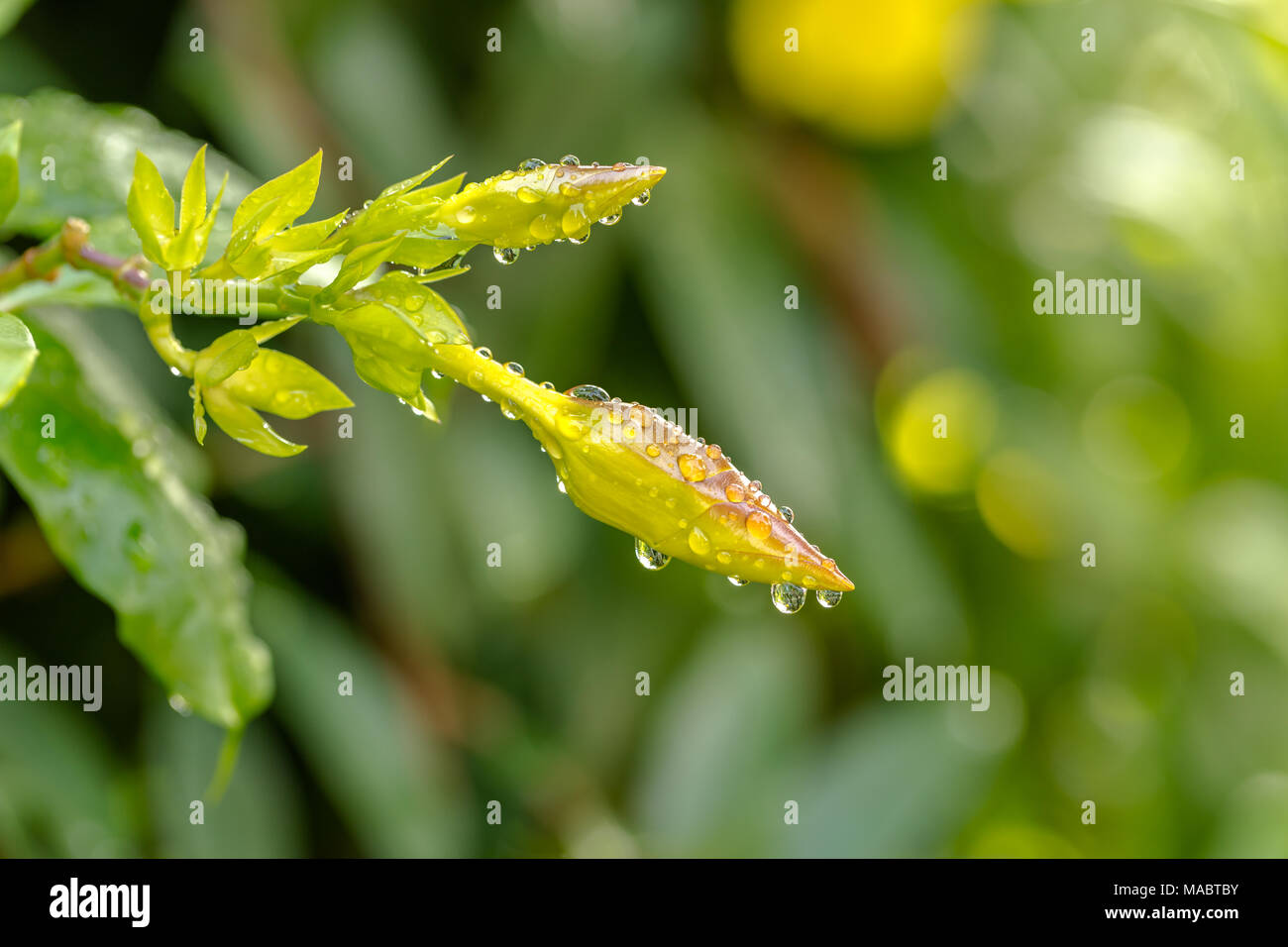 close up beautiful yellow bud flower after rain Stock Photo - Alamy