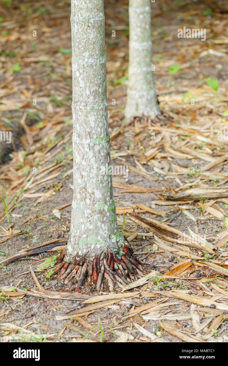 Betel leaf root hi-res stock photography and images - Alamy
