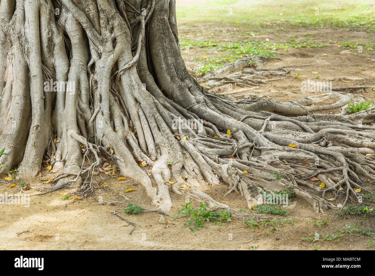 Banyan Tree Roots Underground