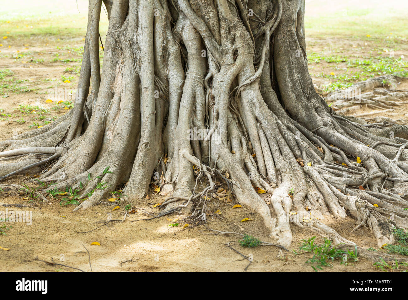 Big trunk and roots of old banyan tree Stock Photo - Alamy